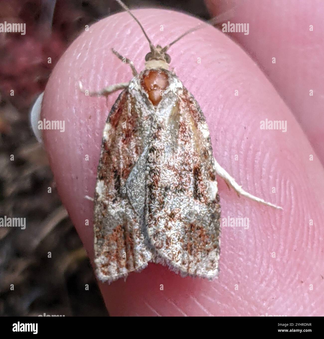 Fruit-tree Leafroller Moth (Archips argyrospila Stock Photo - Alamy