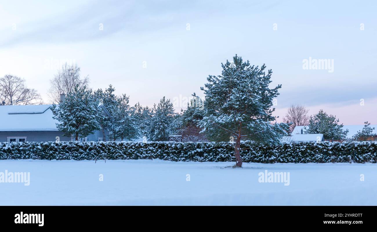 Winter rural landscape, houses, trees, hedges covered with white clean ...