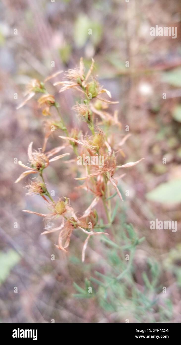 Scarlet Gilia (Ipomopsis aggregata Stock Photo - Alamy