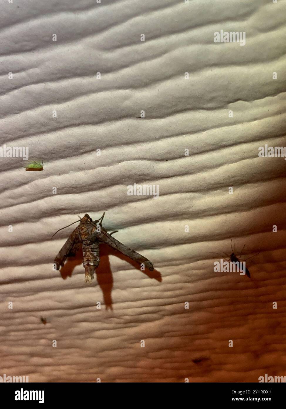 Dark Marathyssa Moth (Marathyssa inficita Stock Photo - Alamy