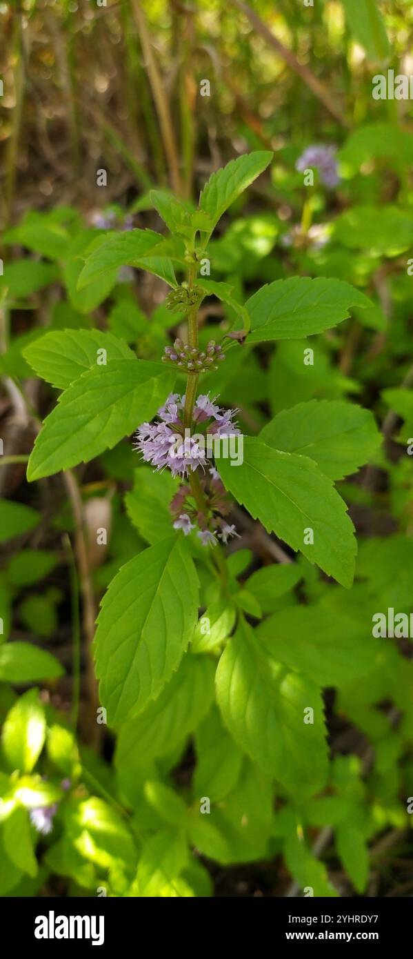 corn mint (Mentha arvensis Stock Photo - Alamy