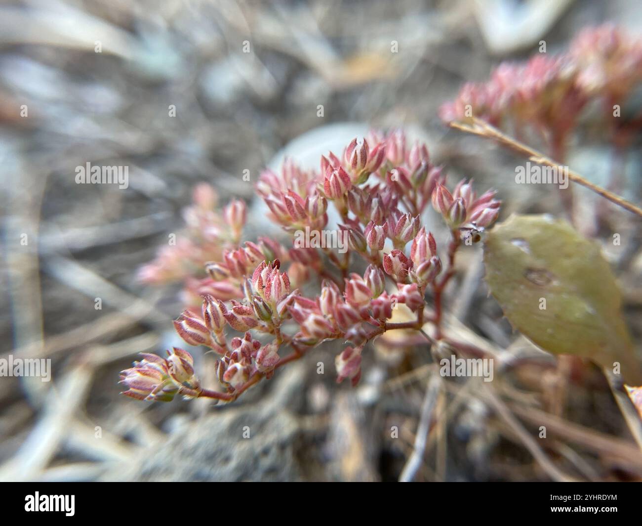 fourleaf manyseed (Polycarpon tetraphyllum Stock Photo - Alamy