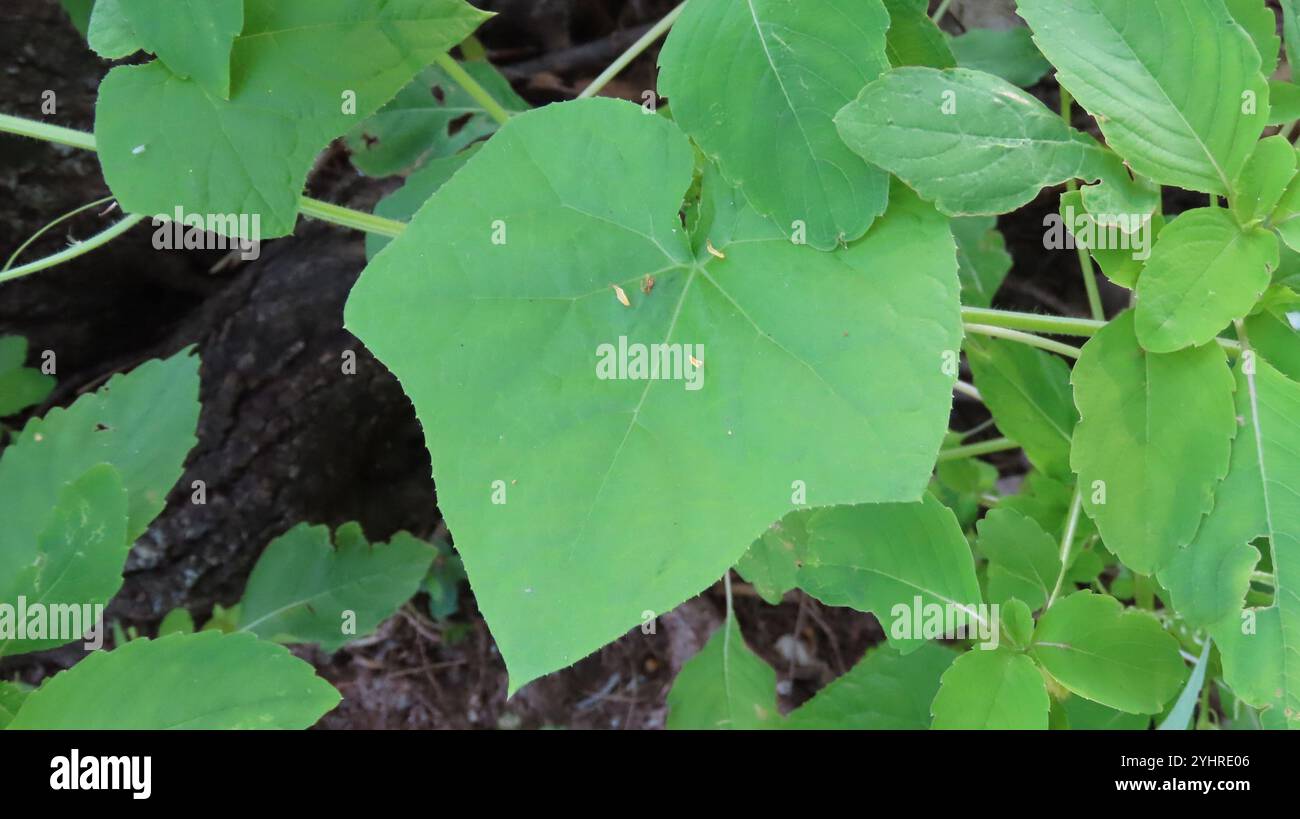 Oneseed Bur Cucumber (Sicyos angulatus Stock Photo - Alamy