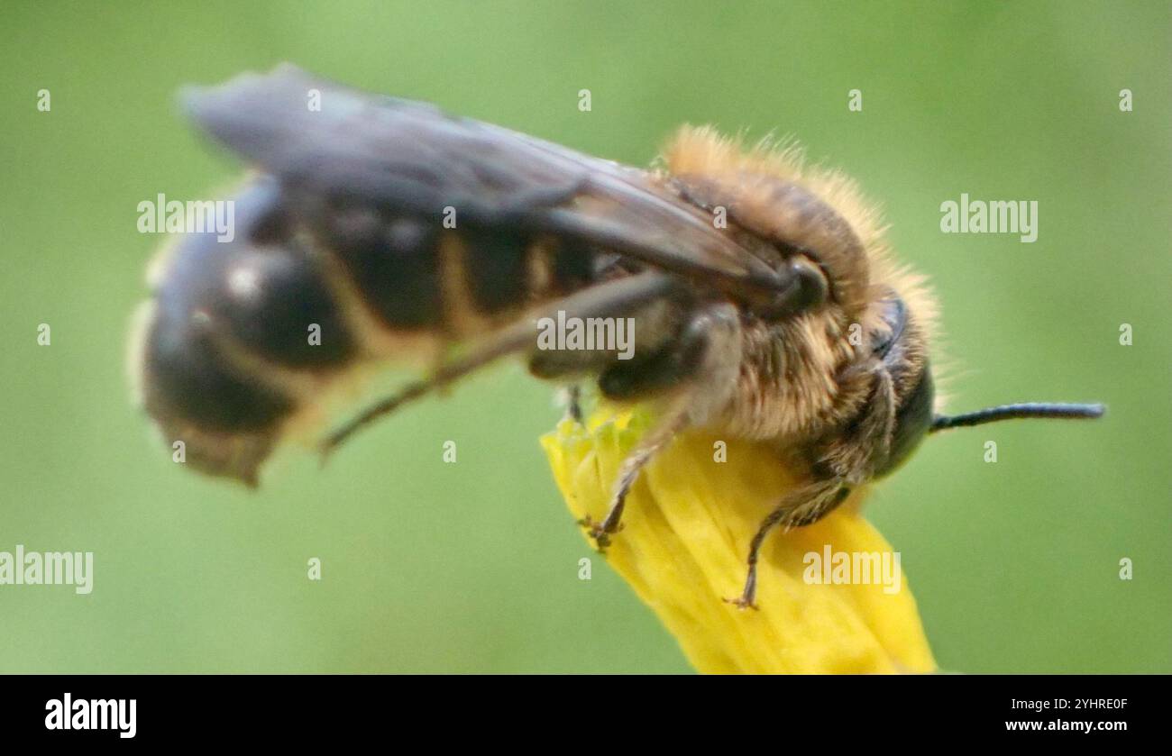 Scissor Bees (Chelostoma Stock Photo - Alamy