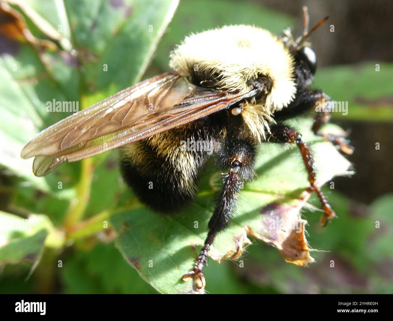 Eastern Yellow-backed Laphria (Laphria thoracica Stock Photo - Alamy