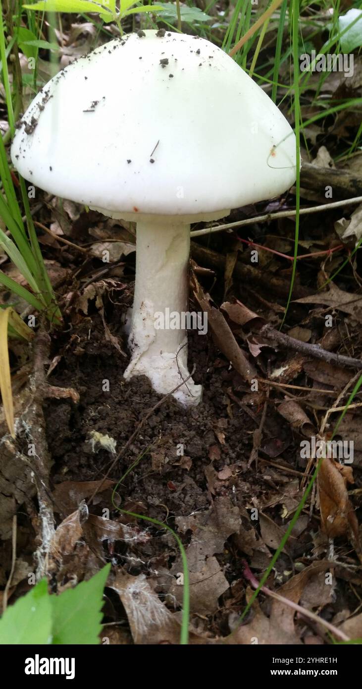 Eastern North American Destroying Angel (Amanita bisporigera Stock ...