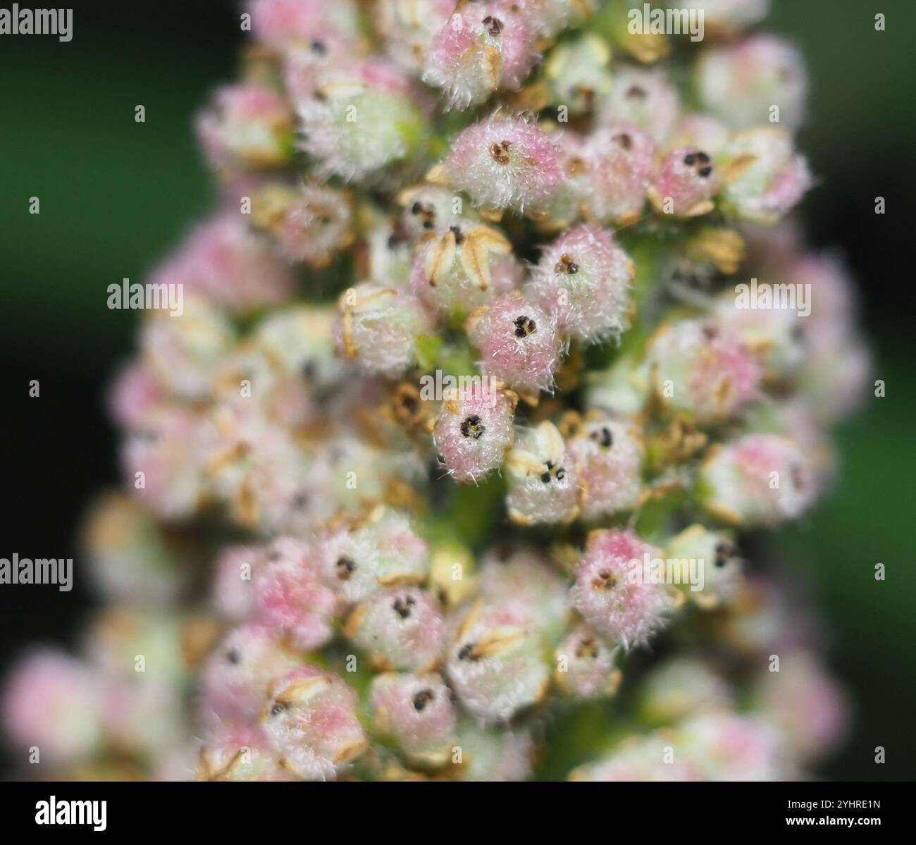 staghorn sumac (Rhus typhina Stock Photo - Alamy