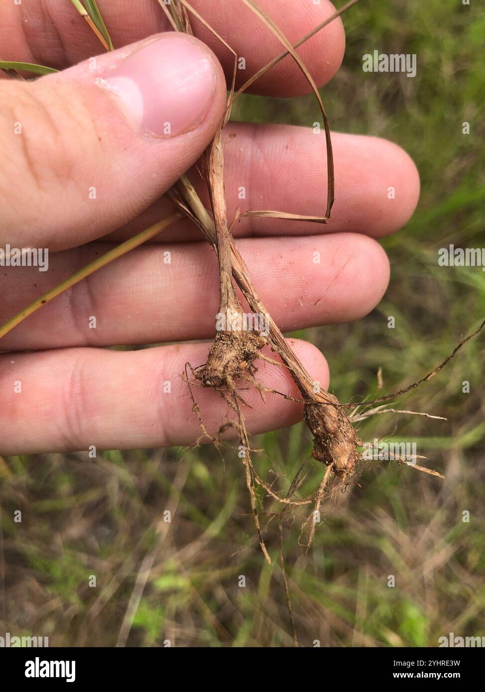 Slender Sand Sedge (Cyperus filiculmis Stock Photo - Alamy