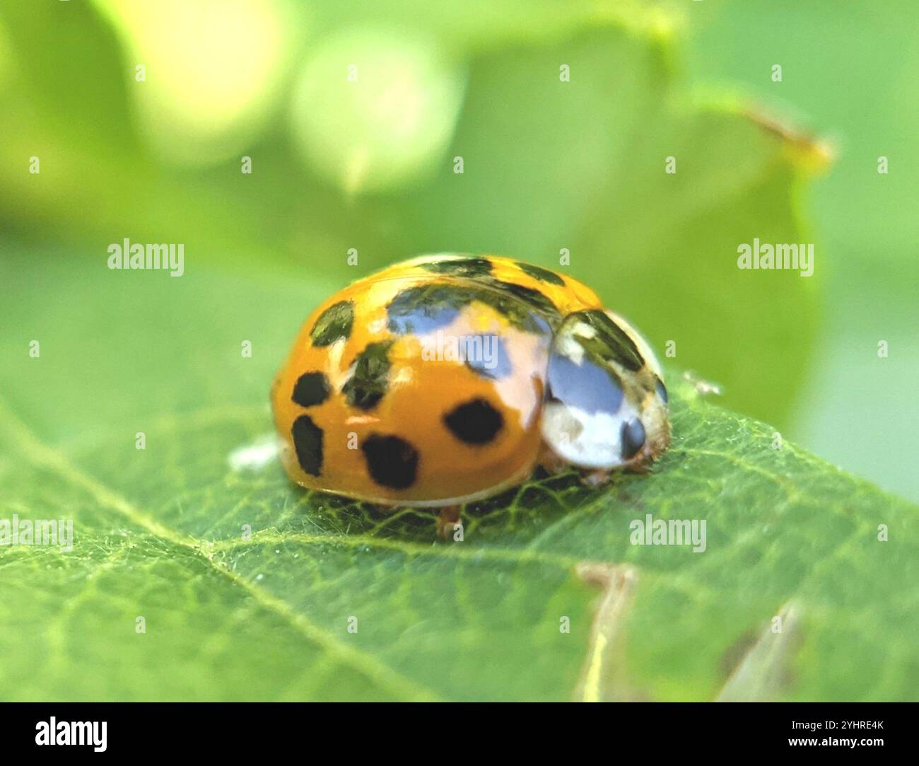 Asian Lady Beetle (Harmonia axyridis Stock Photo - Alamy