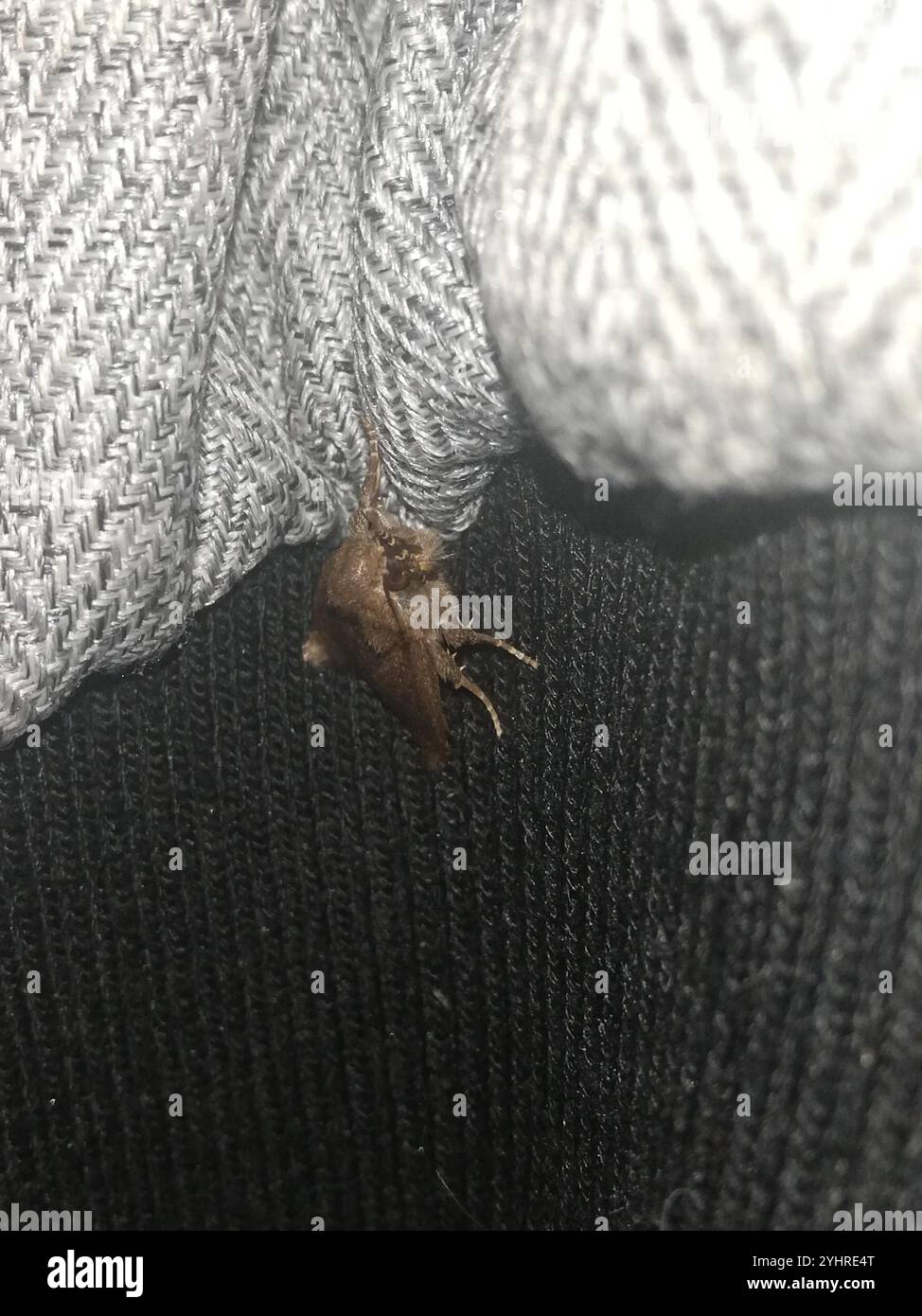 Mouse Moth (Amphipyra tragopoginis Stock Photo - Alamy