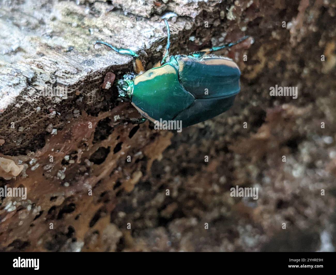 Common Green June Beetle (Cotinis nitida Stock Photo - Alamy