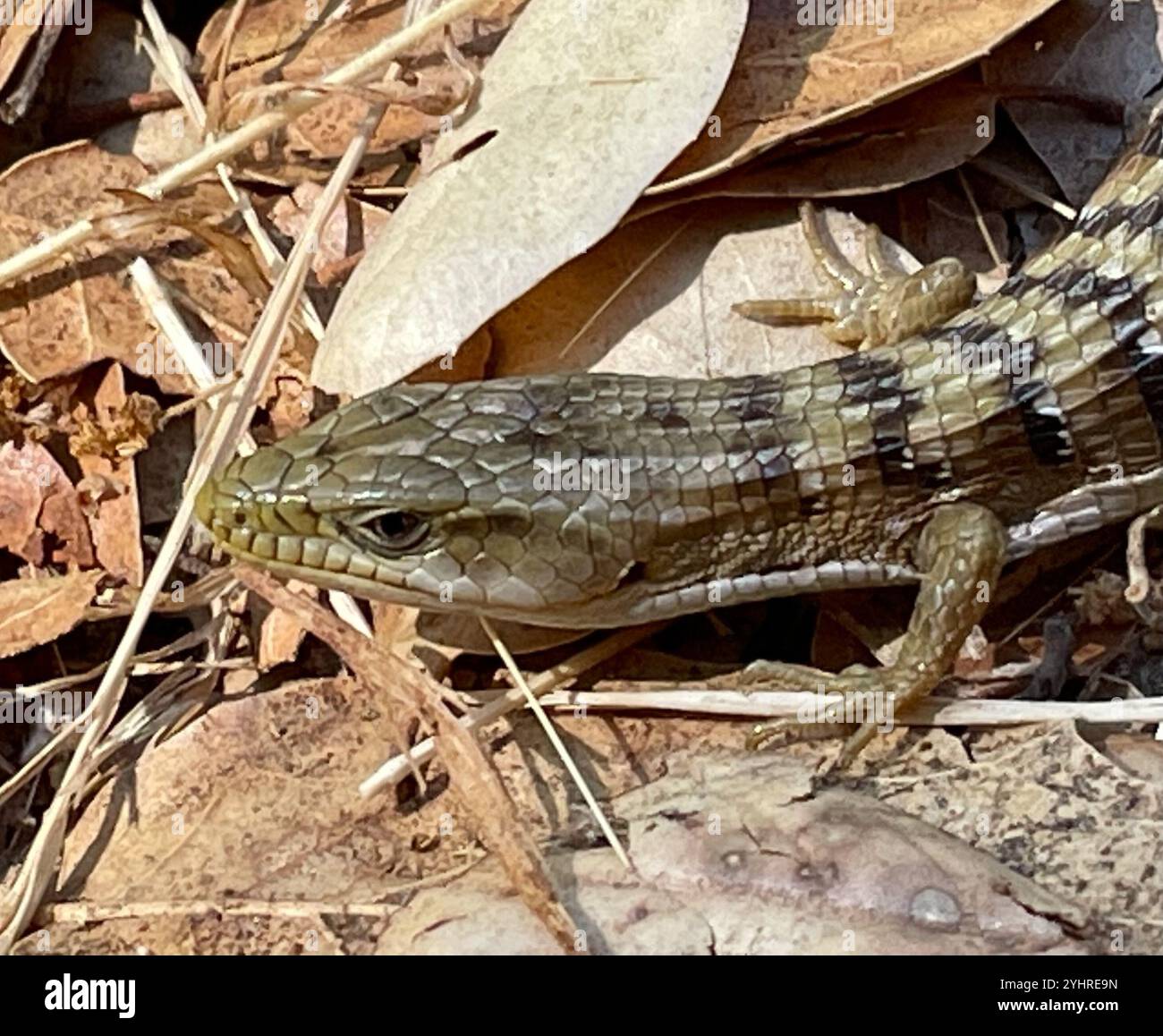 Southern Alligator Lizard (Elgaria multicarinata Stock Photo - Alamy