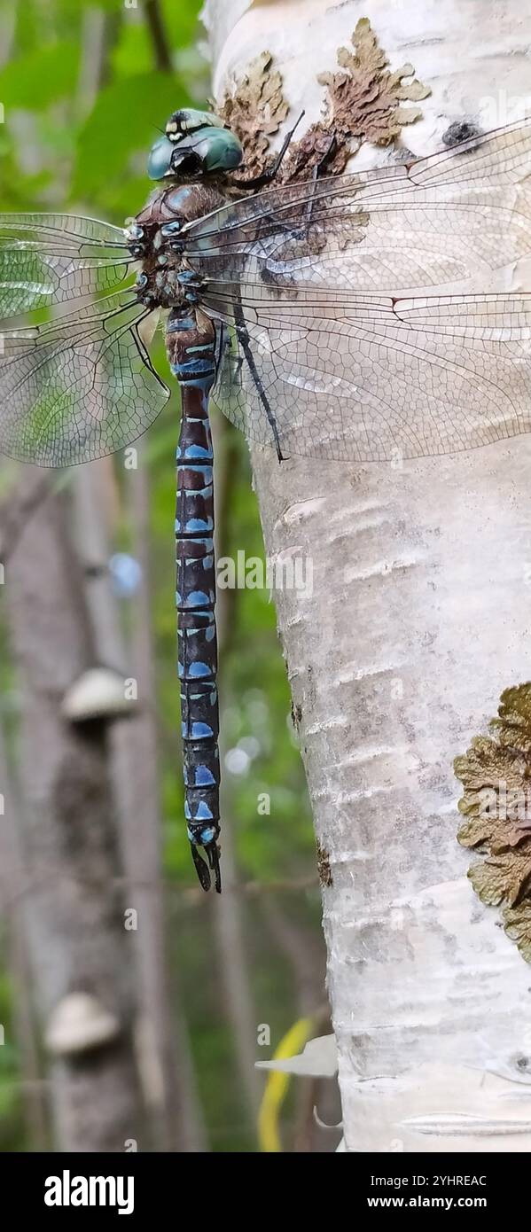 Siberian Hawker (Aeshna crenata Stock Photo - Alamy