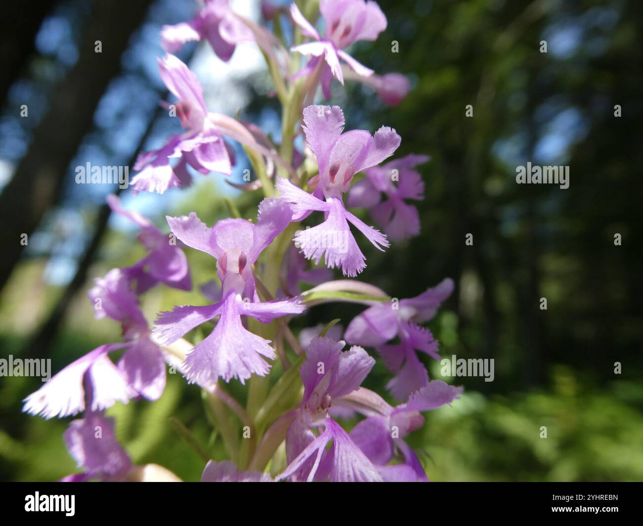 Lesser Purple Fringed Orchid (Platanthera psycodes Stock Photo - Alamy