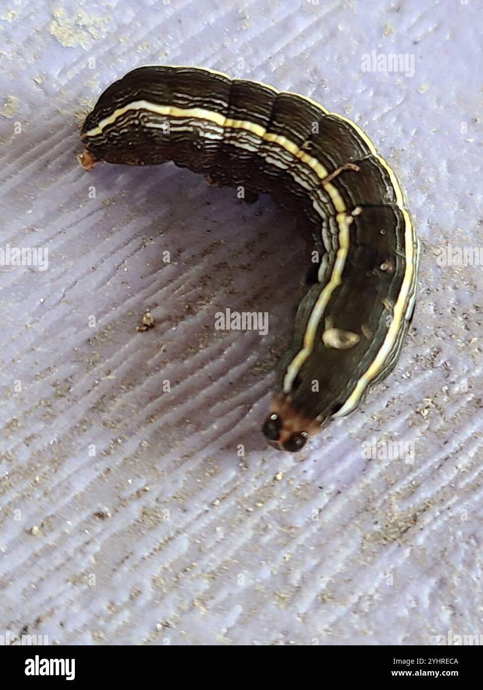 Yellow-striped Armyworm Moth (Spodoptera ornithogalli Stock Photo - Alamy