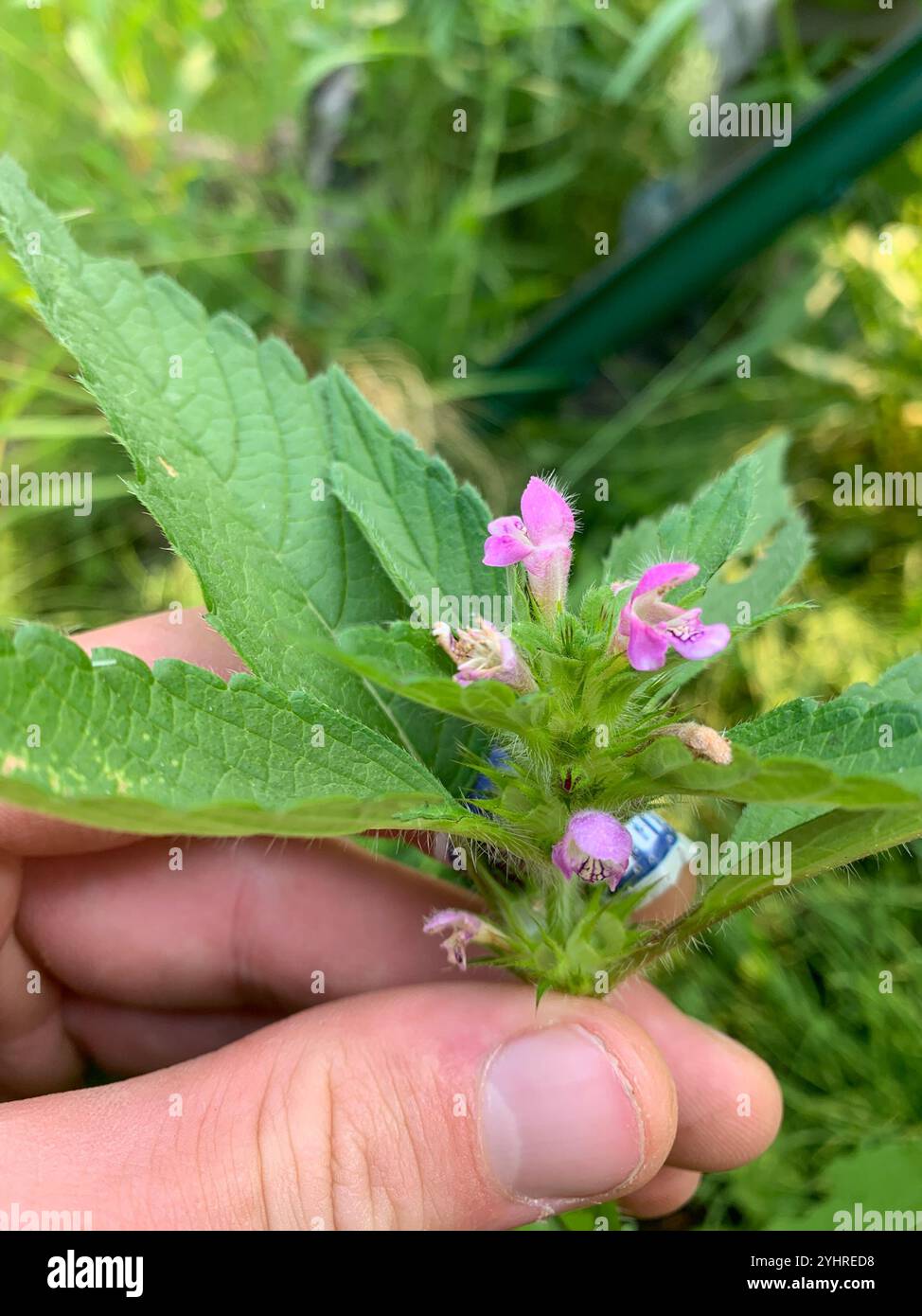 Common hemp-nettle (Galeopsis tetrahit Stock Photo - Alamy