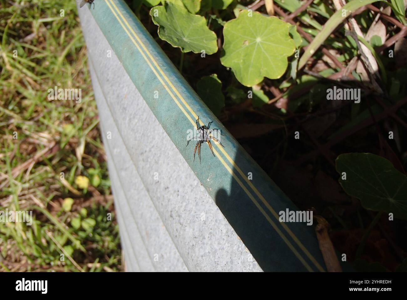 Spotted Ground Swift Spider (Nyssus coloripes Stock Photo - Alamy