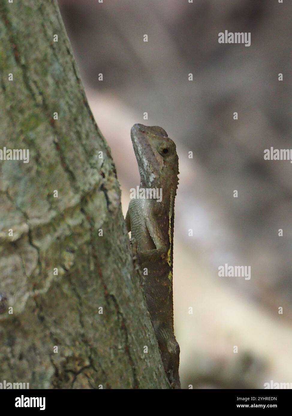 Taiwan Japalure (Diploderma swinhonis Stock Photo - Alamy