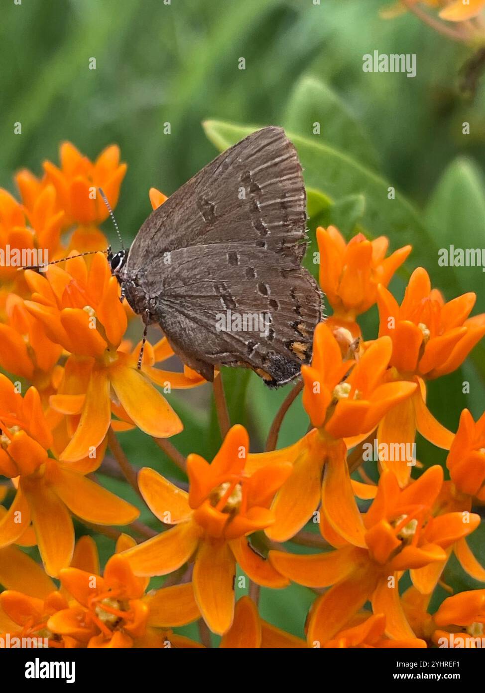 Satyrium edwardsii hi-res stock photography and images - Alamy