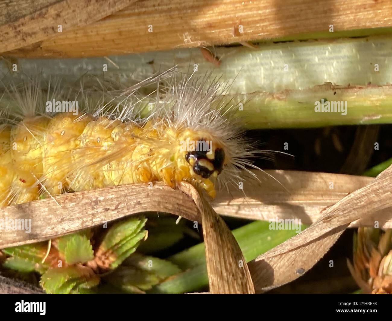 Salt Marsh Moth (Estigmene acrea Stock Photo - Alamy