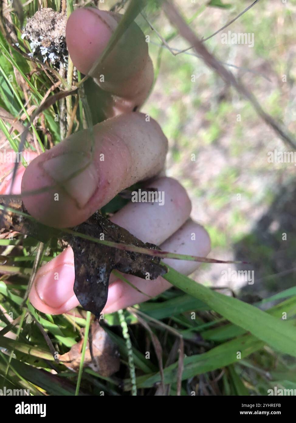 yellow sand paspalum (Paspalum setaceum stramineum Stock Photo - Alamy