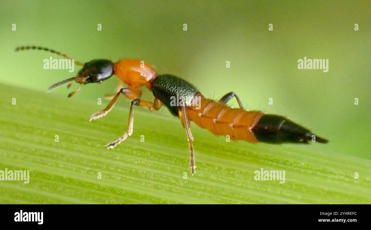 Paederus riparius hi-res stock photography and images - Alamy