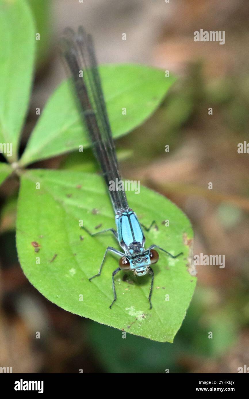 Powdered Dancer (Argia moesta Stock Photo - Alamy