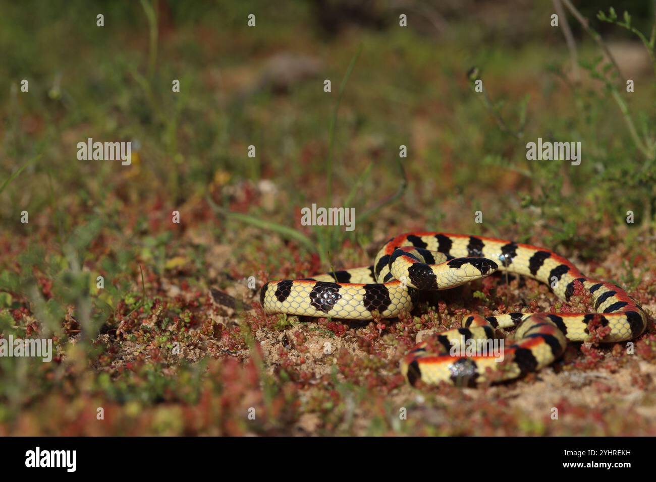 Harlequin snake hi-res stock photography and images - Alamy