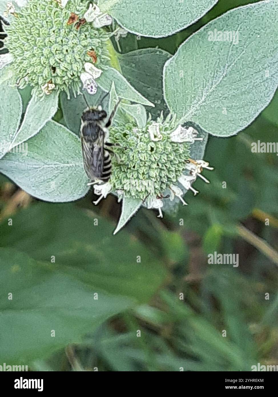 Alfalfa leafcutter bee megachile rotundata hi-res stock photography and ...