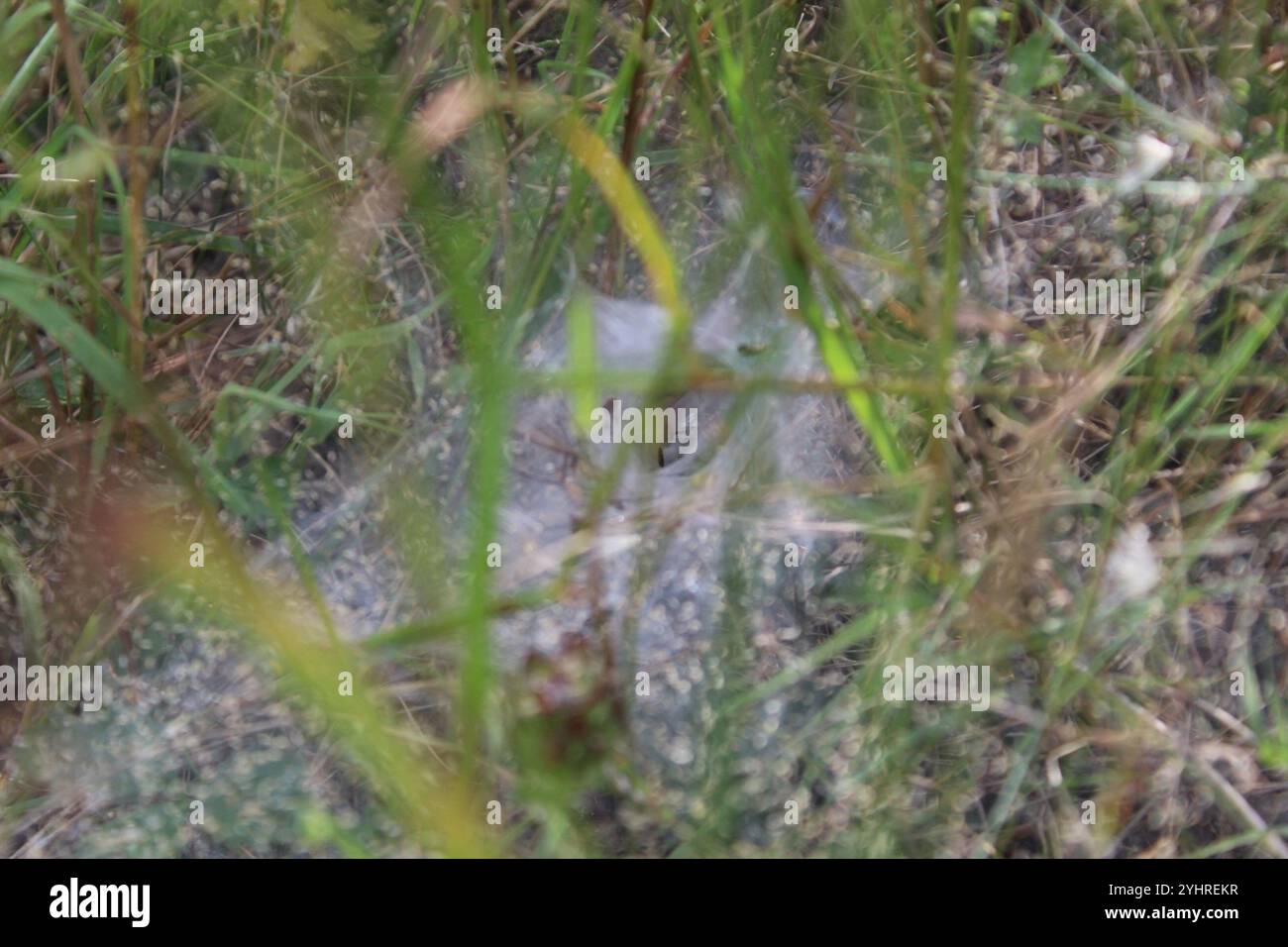 Grass Funnel-web Spiders (Agelena Stock Photo - Alamy