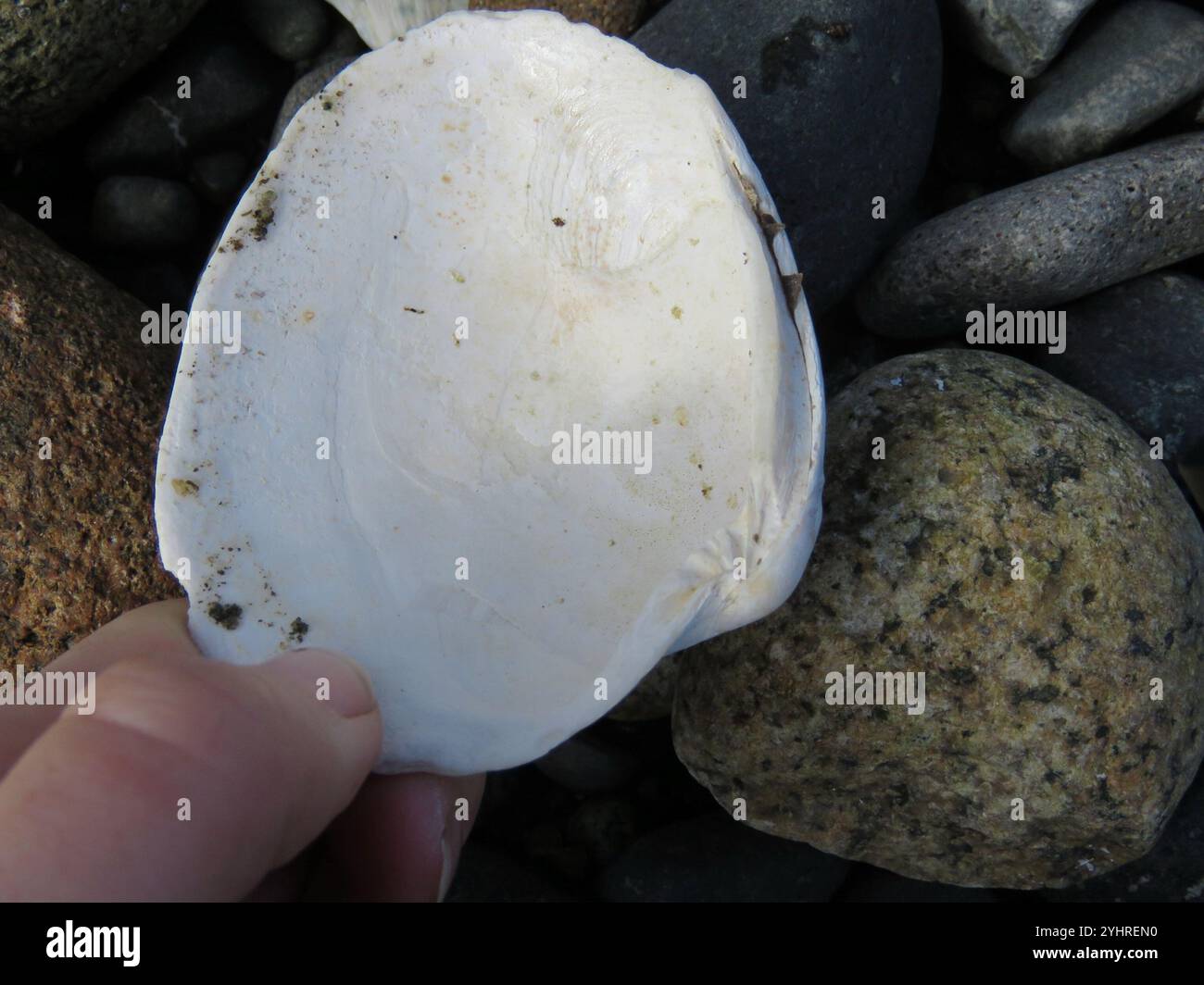 Butter Clam (Saxidomus gigantea Stock Photo - Alamy