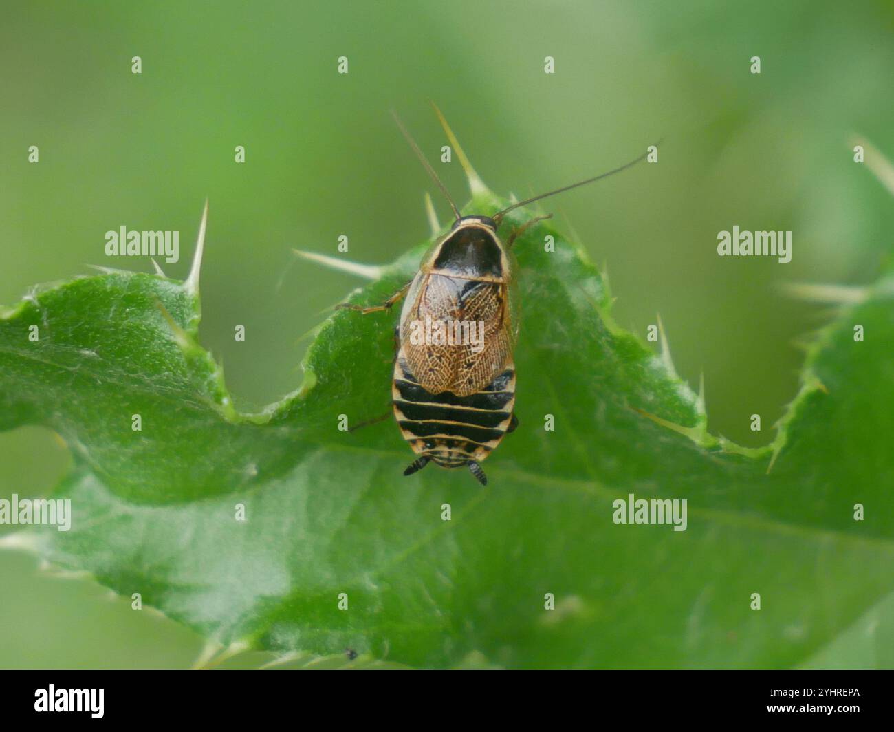 Forest Cockroach (Ectobius sylvestris Stock Photo - Alamy