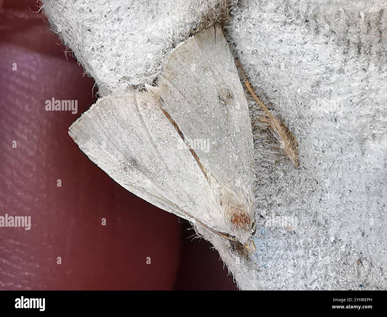 Straw Dot (Rivula sericealis Stock Photo - Alamy