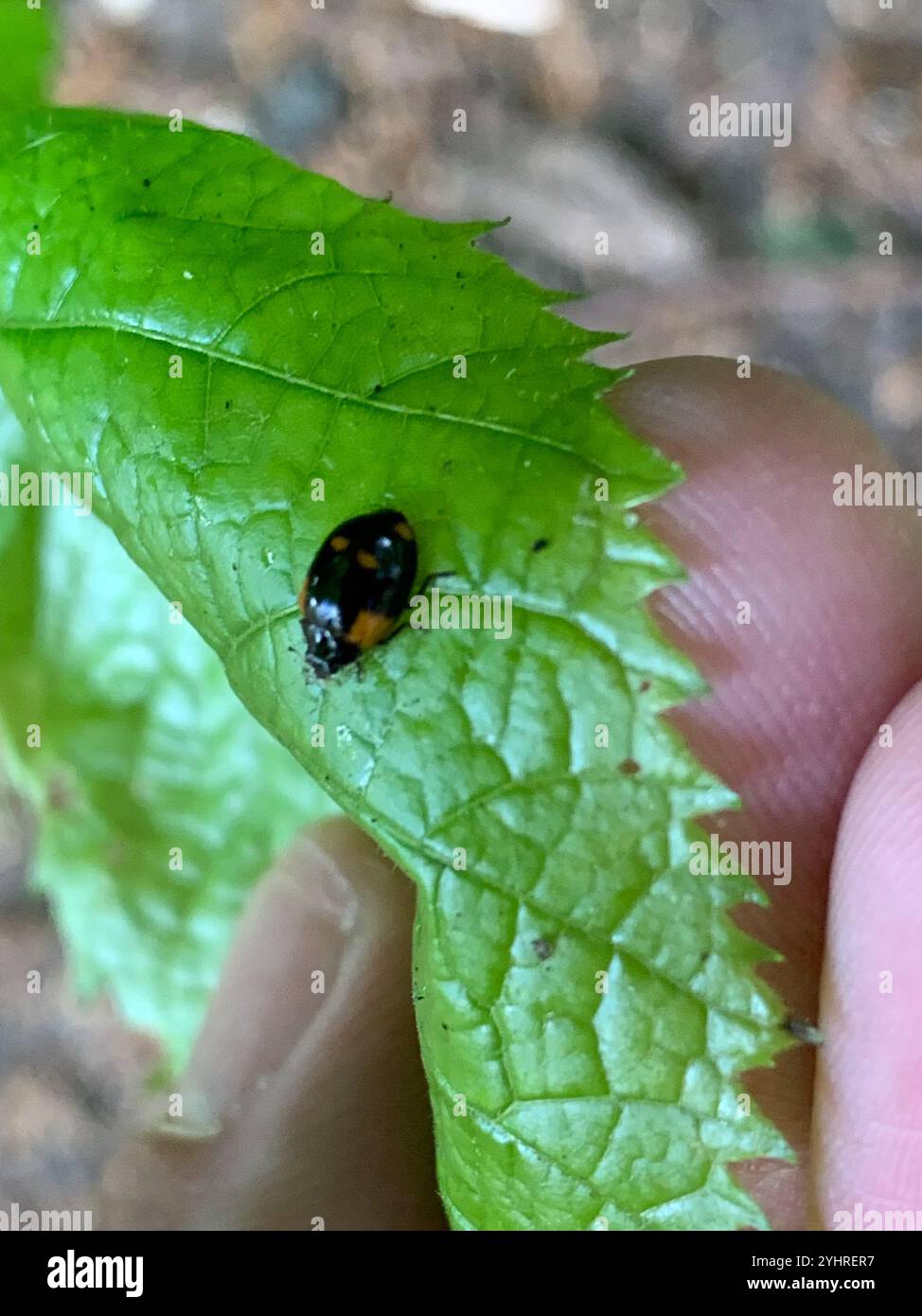 Two-spotted Lady Beetle (Adalia bipunctata Stock Photo - Alamy