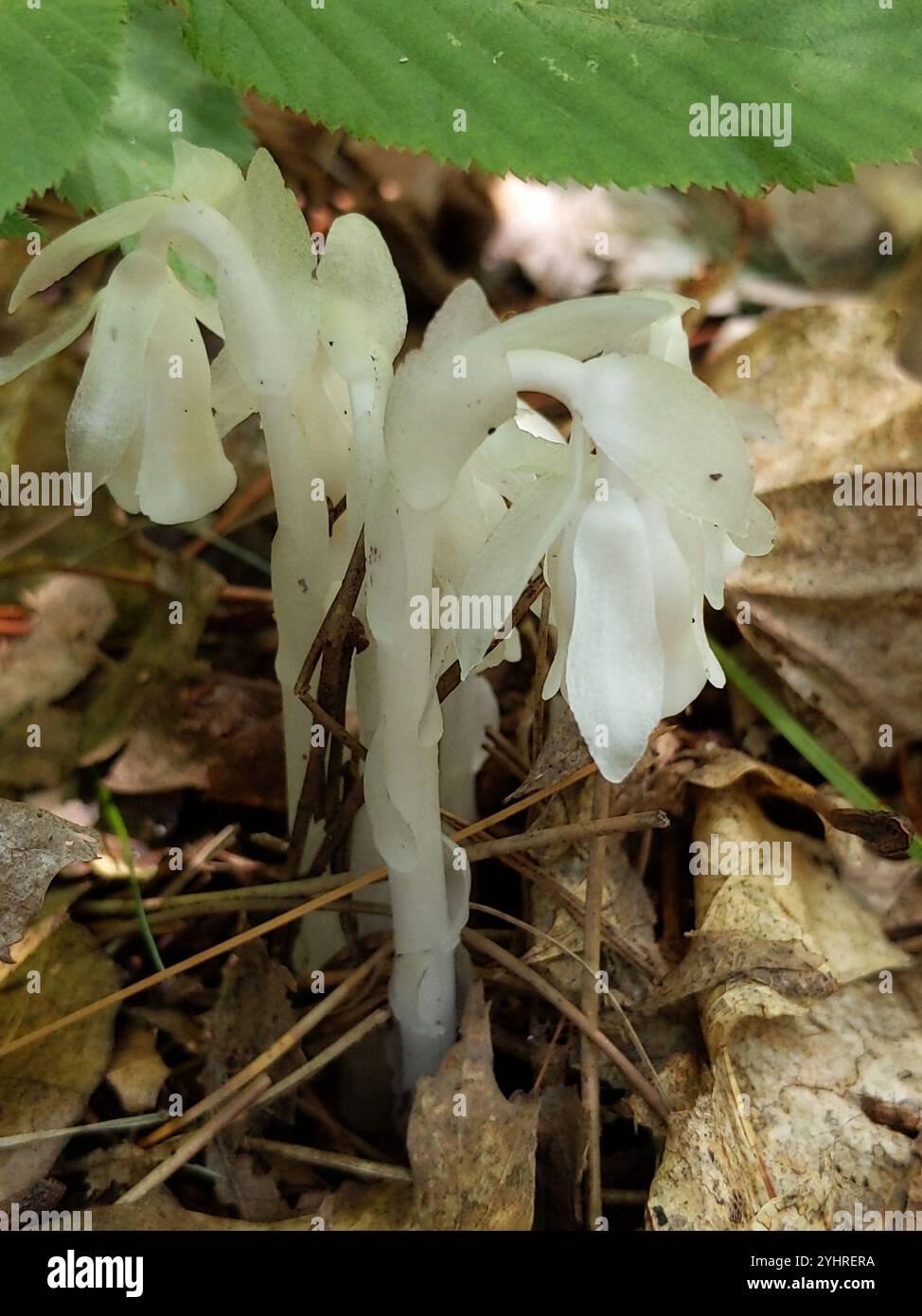 Ghost Pipe (Monotropa uniflora Stock Photo - Alamy