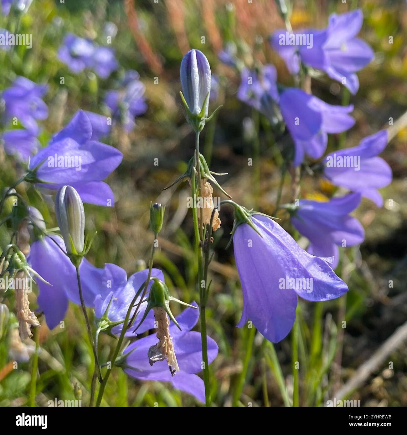 Common Harebell (Campanula rotundifolia Stock Photo - Alamy