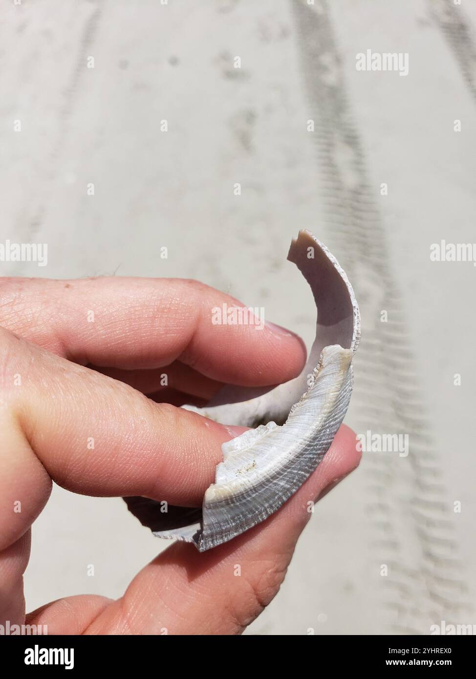 Channeled Whelk (Busycotypus canaliculatus Stock Photo - Alamy