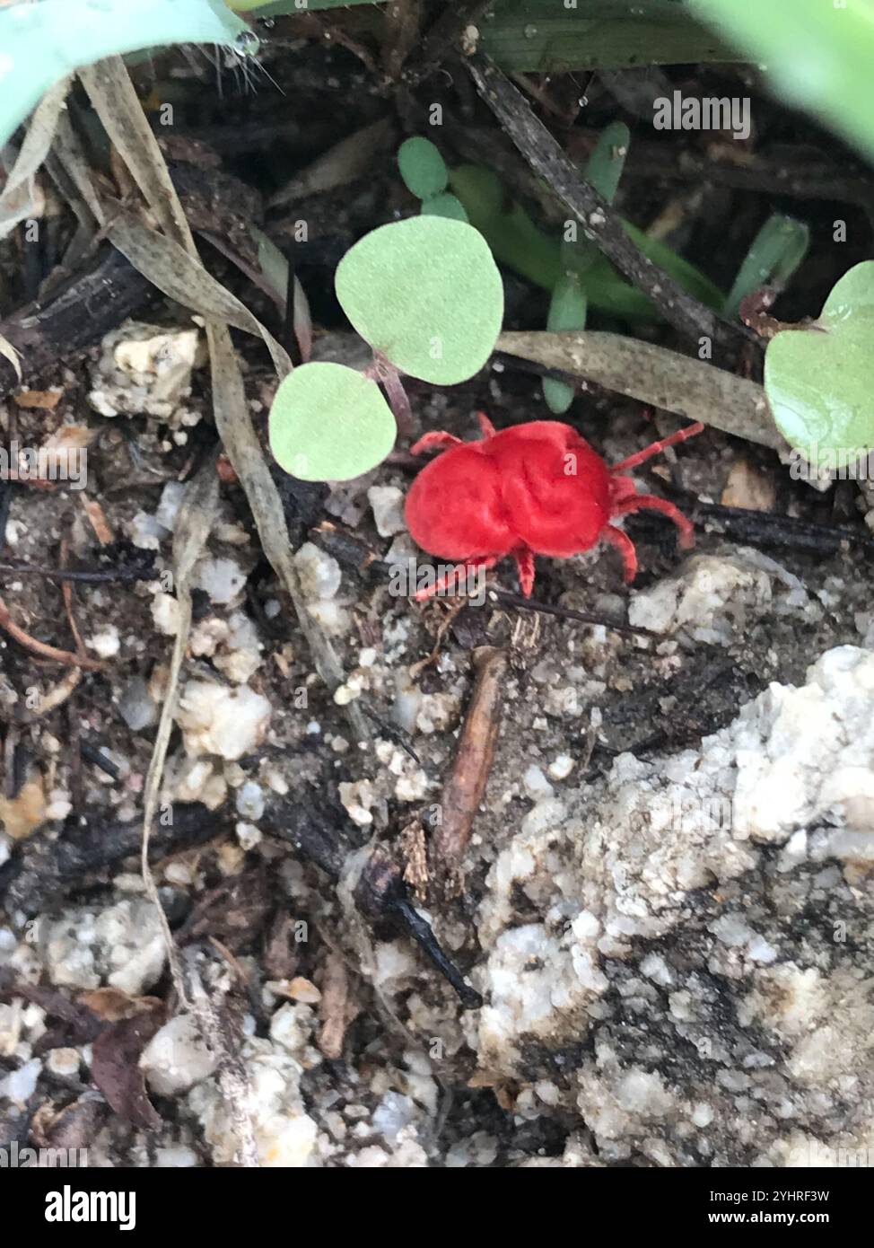 Giant Velvet Mites (Dinothrombium Stock Photo - Alamy