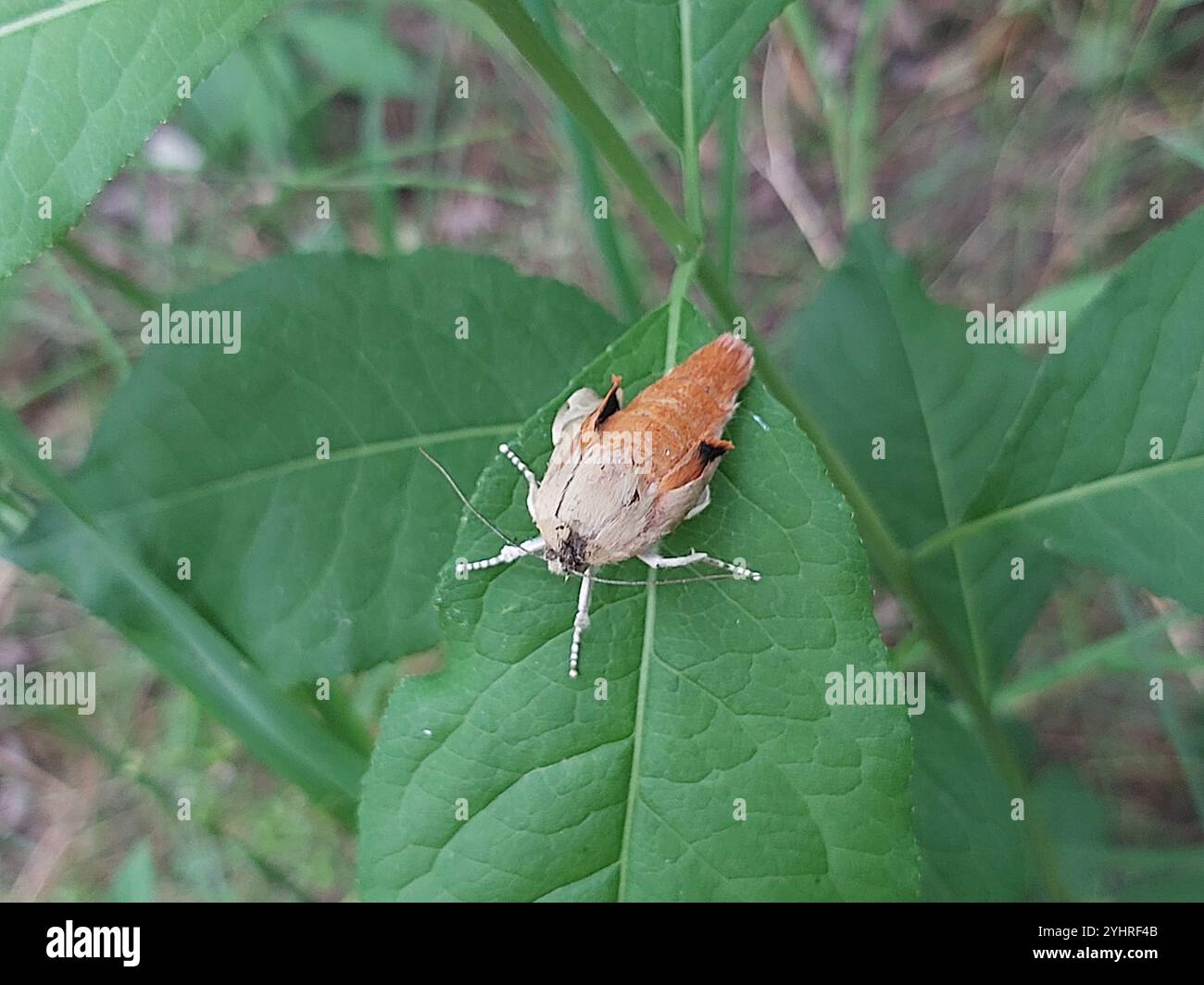 Yellow Underwings (Noctua Stock Photo - Alamy