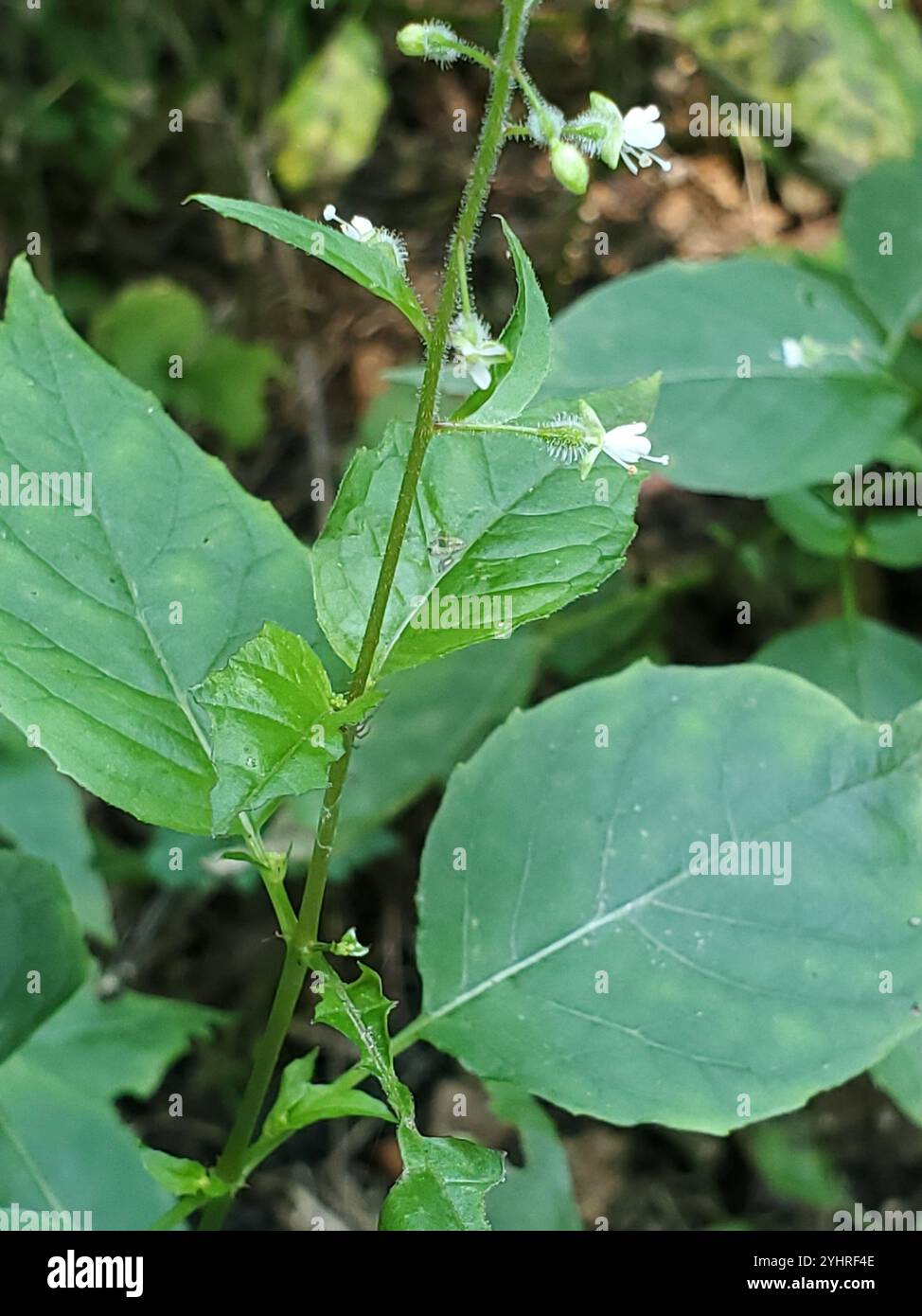 broadleaf enchanter's nightshade (Circaea canadensis Stock Photo - Alamy