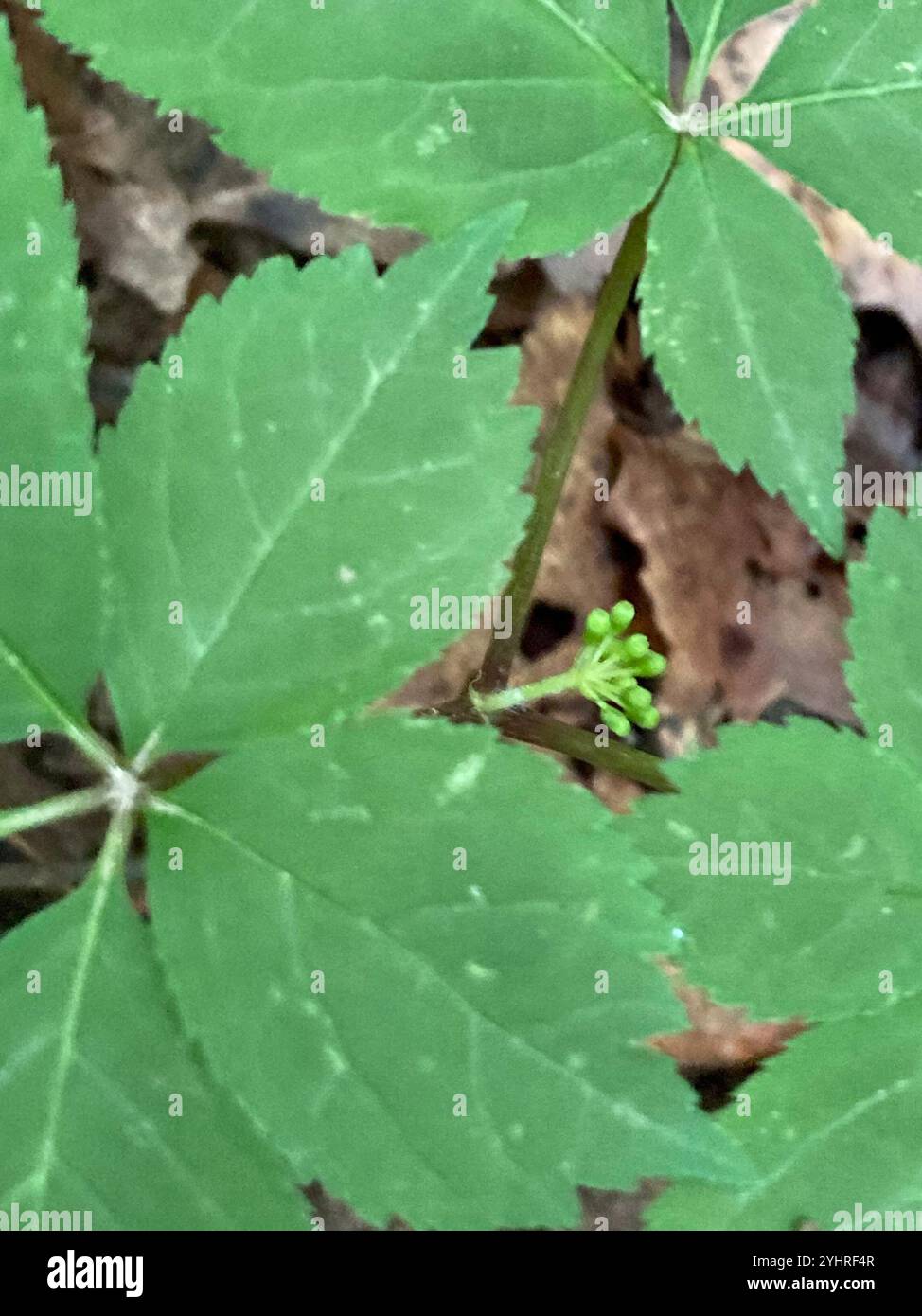 American ginseng (Panax quinquefolius Stock Photo - Alamy