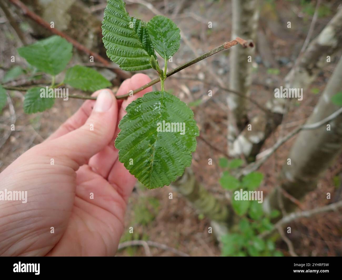 Red Alder (Alnus rubra Stock Photo - Alamy