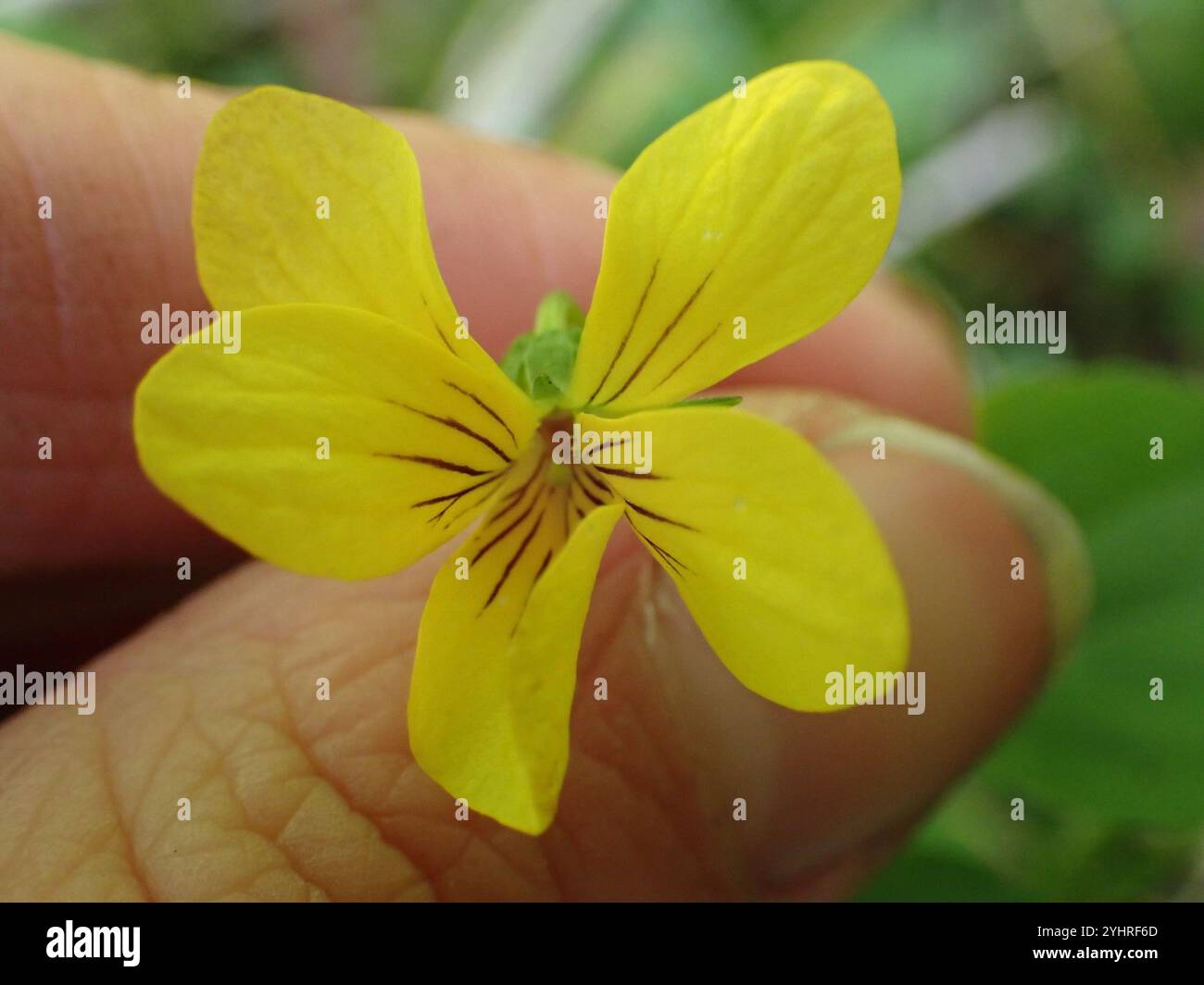 stream violet (Viola glabella Stock Photo - Alamy