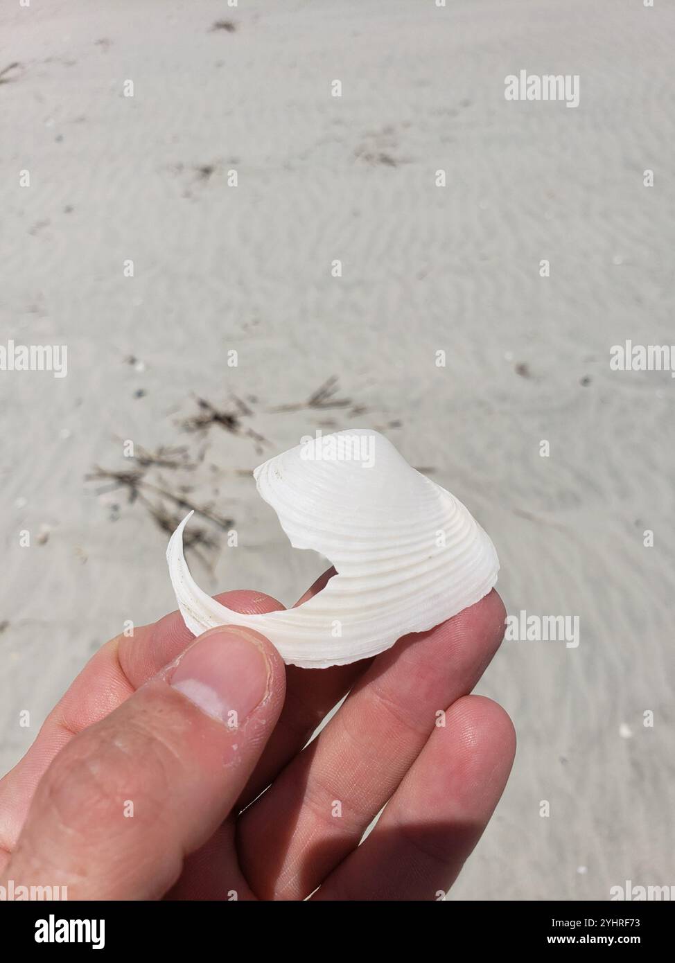 Channeled Duck Clam (Raeta plicatella Stock Photo - Alamy