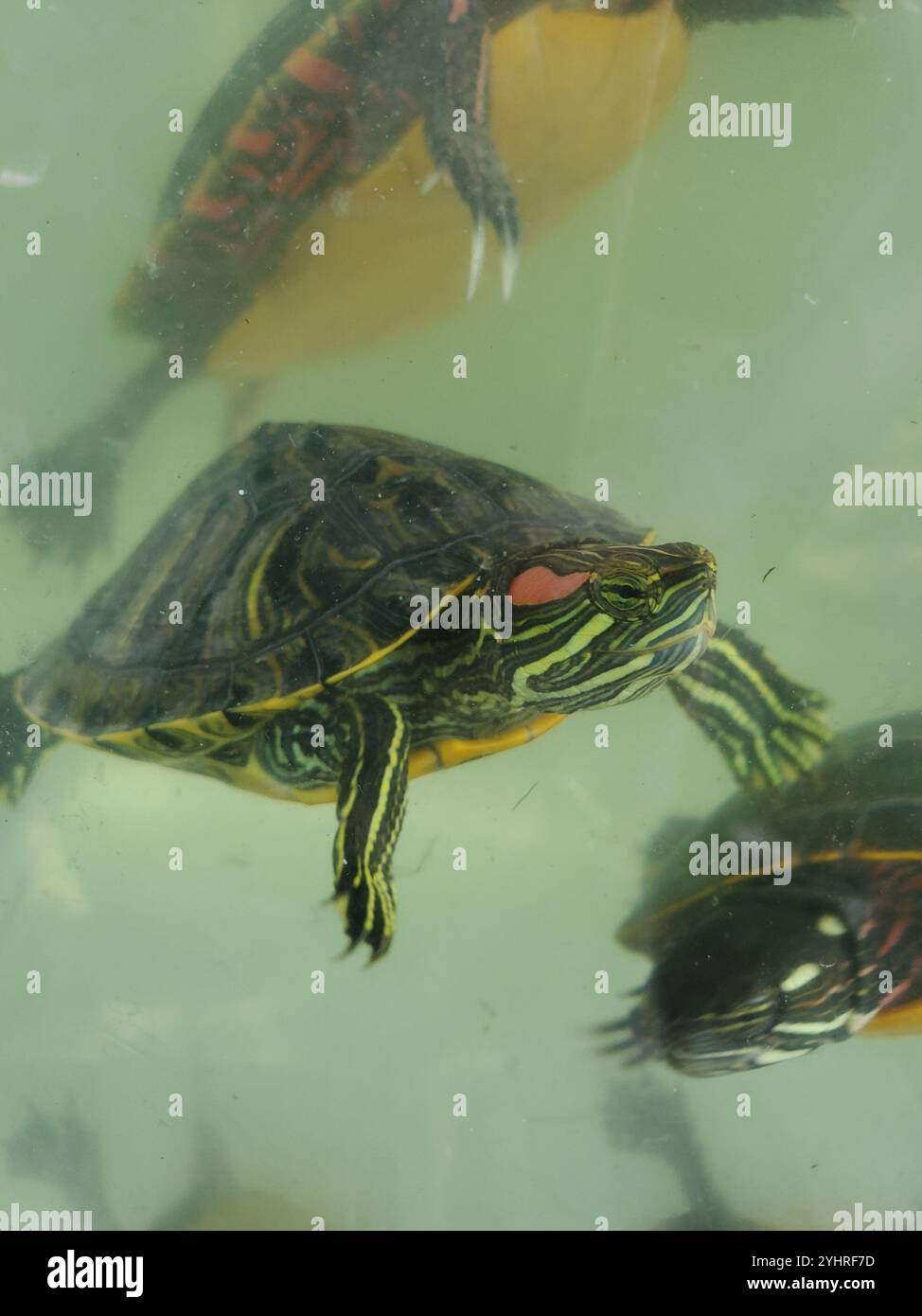 Red-eared Slider (Trachemys scripta elegans Stock Photo - Alamy