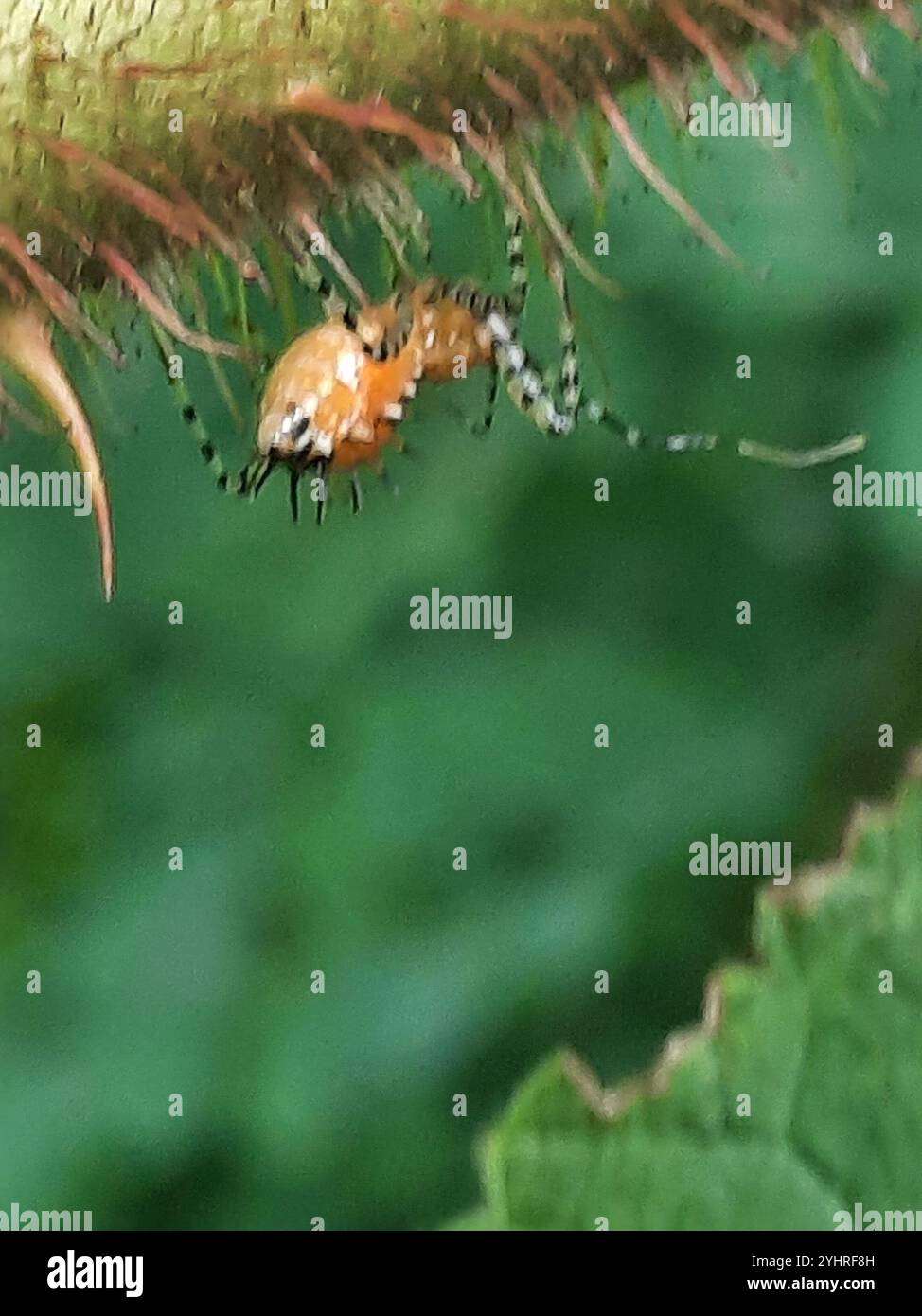 Ringed Assassin Bug (Pselliopus cinctus Stock Photo - Alamy
