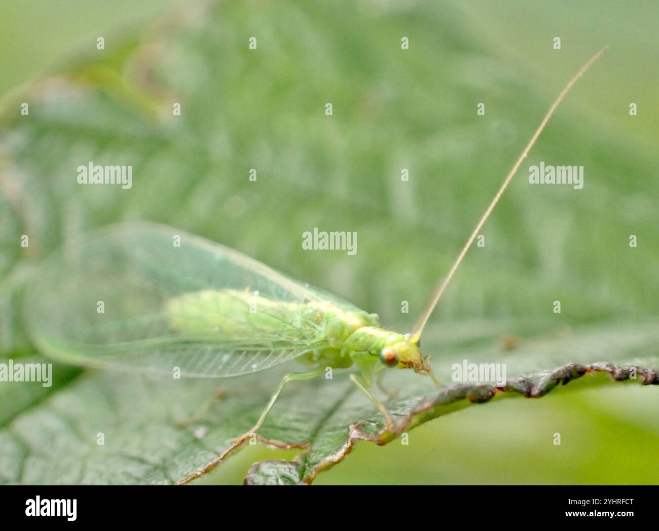 common green lacewings (Chrysoperla Stock Photo - Alamy