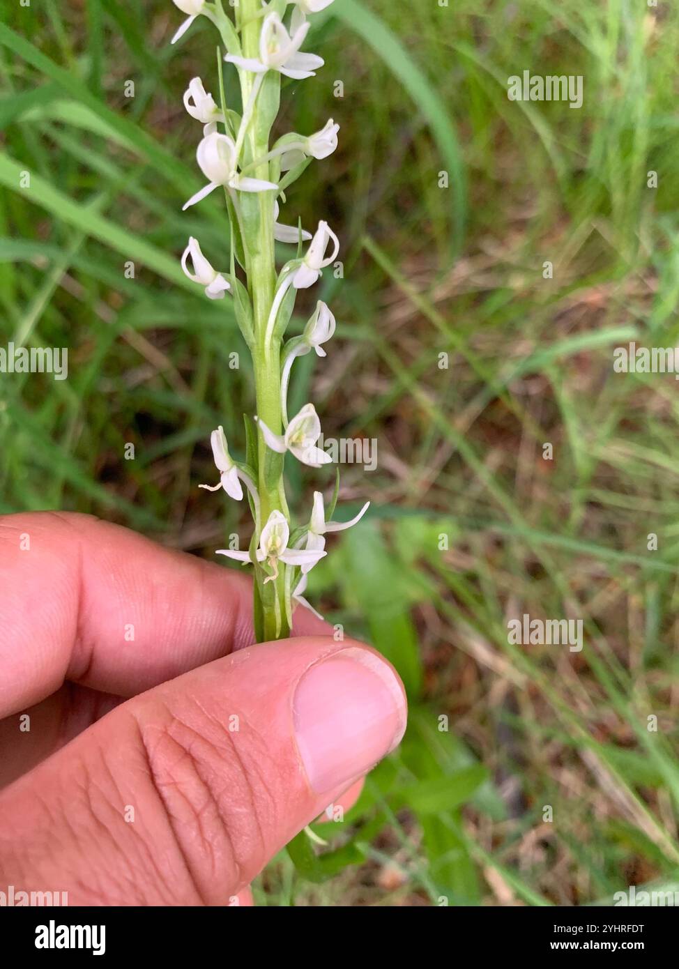 white bog orchid (Platanthera dilatata Stock Photo - Alamy