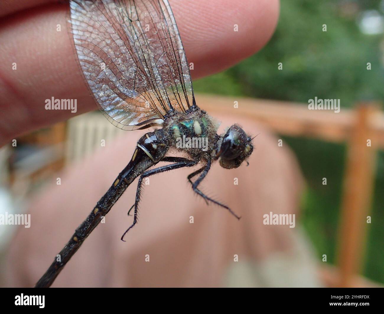 Forcipate Emerald (Somatochlora forcipata Stock Photo - Alamy