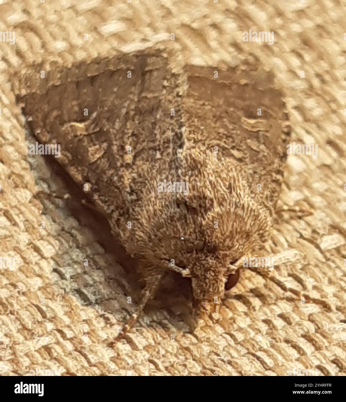 Glassy Cutworm Moth (Apamea devastator Stock Photo - Alamy